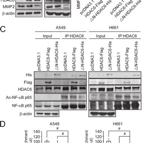 Relationship Between The Frequency Of Hdac6 Nuclear Localization And