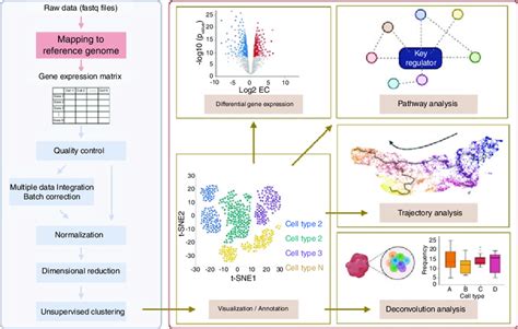 2 Preprocessing And Basic Analyses For Scrna Seq Data A Download Scientific Diagram