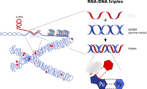 Triplex Dna Triple Stranded Dna Diagram Quizlet