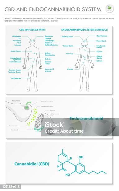 Cbd Dan Endocannabinoid Sistem Infografis Bisnis Vertikal Ilustrasi