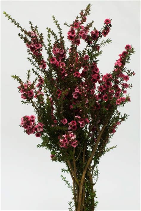Leptospermum Raspberry Leptospermum Flowers And Fillers Flowers