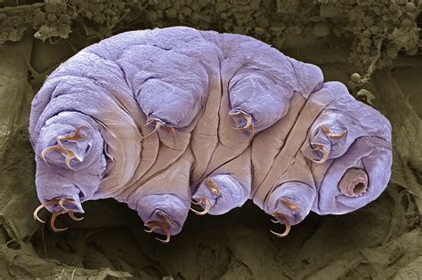 What Makes Tiny Tardigrades Nearly Radiation Proof Bioquick News