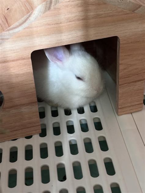 為什麼發一次兔子貼文 就有好多有養兔的人來按讚🐰