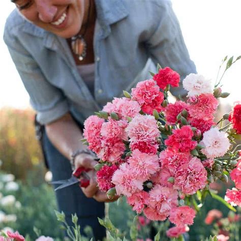 10 Fun Facts About Carnations And How To Care For Them Decofond