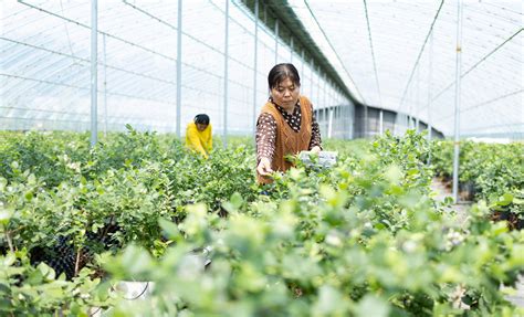 （经济）山东临沭：特色种植富乡村新华社临沂市大棚