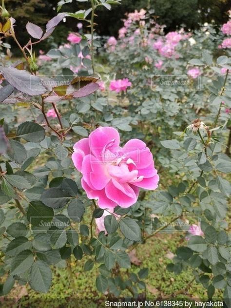 ピンクの縁取りがあるバラの写真・画像素材 6138345 Snapmart（スナップマート）