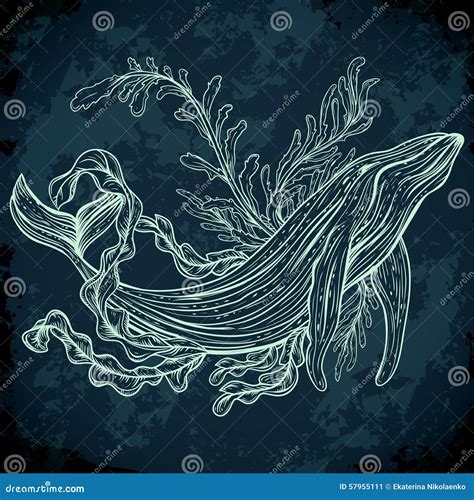 鲸鱼、海洋植物、叶子和海草的汇集 葡萄酒套黑白手拉的海洋生物 向量例证 插画 包括有 等高 打印 57955111