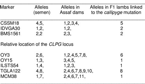 Identification Of Linkage Phase Between The Imported Callipyge Mutation