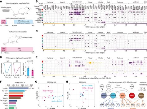 Whole Brain Mapping Of Effective Connectivity By Fmri With Cortex Wide Patterned Optogenetics