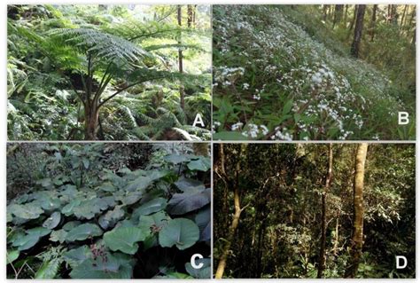 What Are Some Examples Of Microhabitats At Hunter Hunter Blog