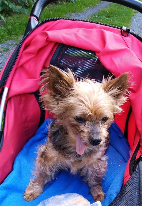 Maruška Kulíšková