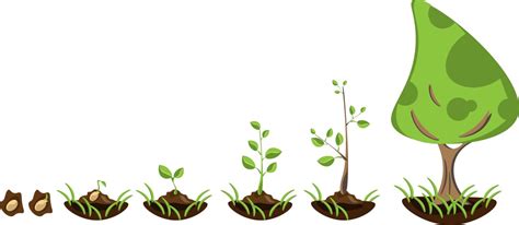 Tree Growth Diagram Royalty Free Vector Image VectorStock