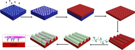 化学修饰的表面具有可控制的细胞生长的双重结构的层次结构 Acs Applied Materials And Interfaces X Mol