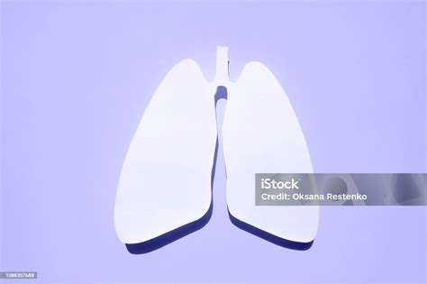 트렌디 한 색상의 해부학 폐 종이 종이 실루엣 2022 건강한 호흡의 개념 플랫 레이 0명에 대한 스톡 사진 및 기타 이미지 0명 2022년 가스 교환 Istock