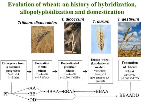Ph1 The Most Famous Wheat Gene” Into Our Future