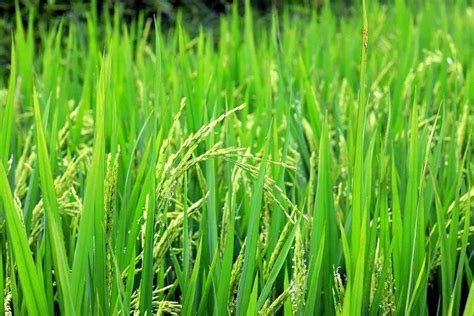 湖北水稻硒肥 探索湖北水稻富硒种植，开启健康生活新篇章！富硒农业安徽硒无忧