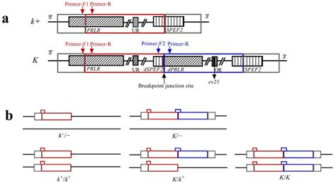 The Part Of The Sequencing Peak Of Lf By Sanger Sequencing With R Download Scientific Diagram