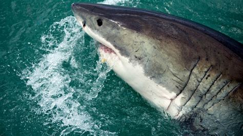 Great White Shark Teeth Facts 5 Mind Blowing Things To Know Great