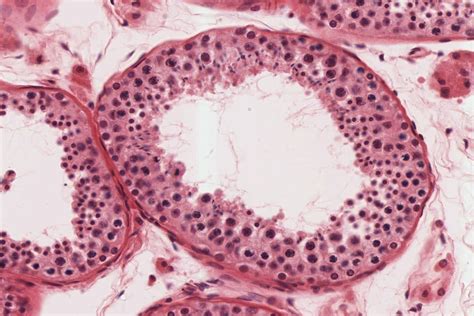 25 Facts About Testes