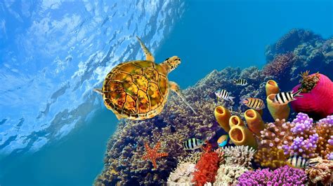 Coral Reefs Wallpapers 4k Hd Backgrounds On Wallpaperbat