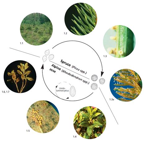 Rust Fungus On Spruce Waldwissen Net