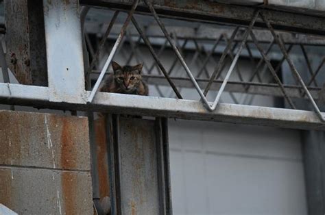 おとうちゃん、週末どっか連れてってえな 都島区の猫たちに会って来ました。
