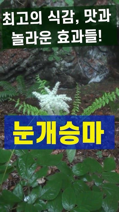 눈개승마 꽃 최고의 식감 맛 And 놀라운 효과 Youtube