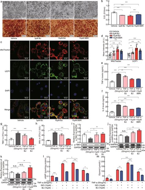 Bj Improves Lipid Accumulation And Energy Metabolism Of 3t3 L1