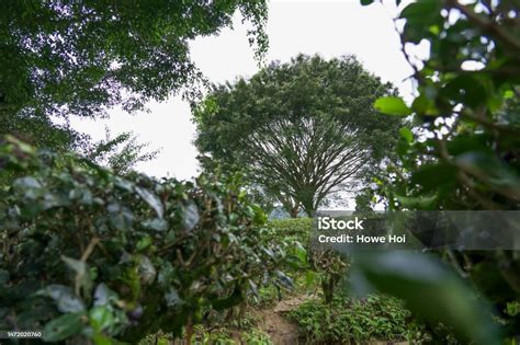 차 농장 앞의 큰 나무 거대한 나무와 녹차 식물과 흙길 녹차 정원을 지나는 진흙 길 보도 0명에 대한 스톡 사진 및 기타 이미지 Istock