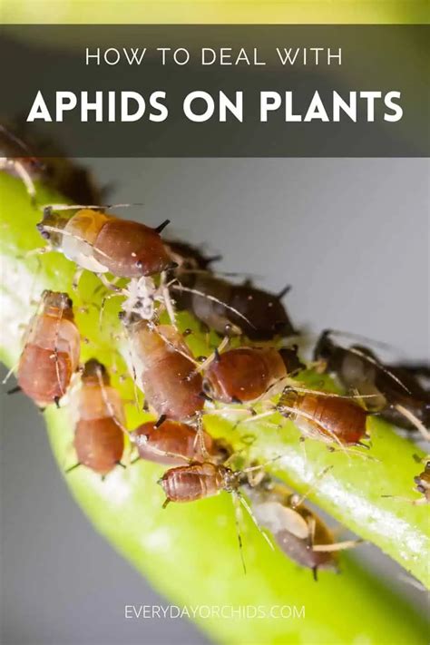 How To Get Rid Of Aphids On Orchids Everyday Orchids