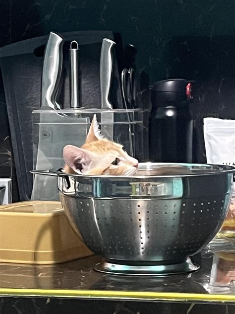 My Cat Having Existential Crisis Rcatsofrph