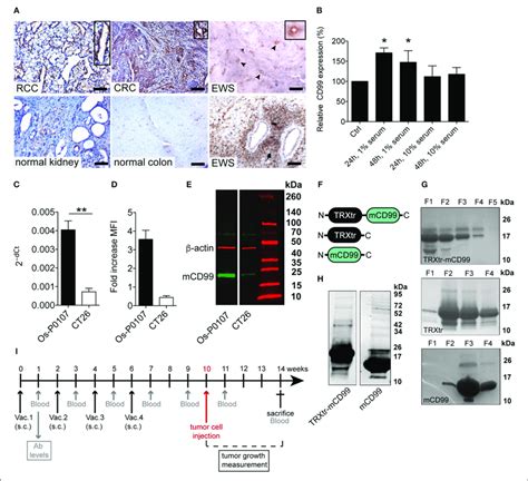 Cd99 Expression In The Vasculature Of Solid Tumors And In The Mouse