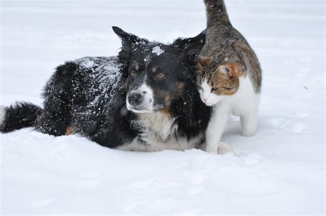 Consejos Para El Cuidado De Tu Mascota En Invierno Vital Veterinaria
