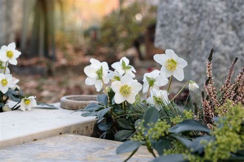【ガーデニング】日陰の庭で毎年春を告げる花〈多年草・球根植物・低木〉おすすめ10選！初心者ok 早春から春のシェードガーデンを彩る美しい花たち
