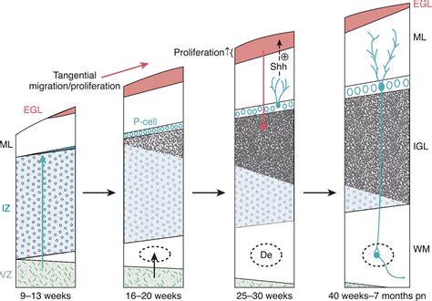 Normal And Abnormal Development Of The Posterior Fossa Structures