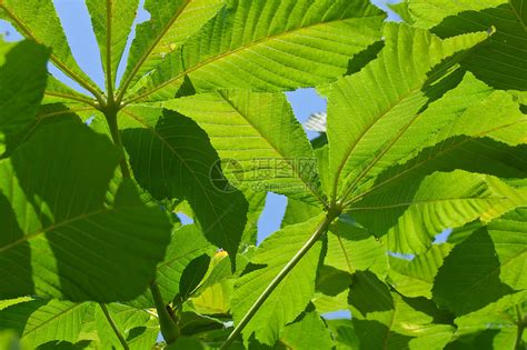 休假背景背景环境板栗阳光植物树木绿色叶子森林生长太阳高清图片下载 正版图片321951562 摄图网