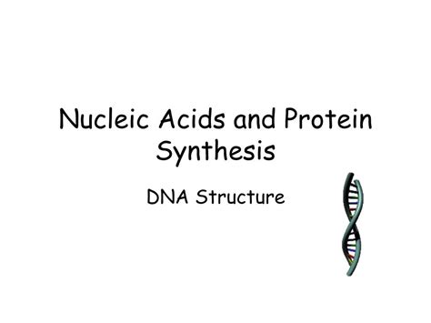 Ppt Nucleic Acids And Protein Synthesis Powerpoint Presentation Free