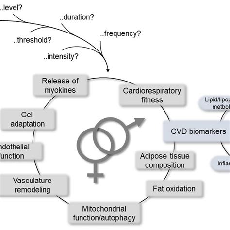 Pdf Sex Gender Specific Imbalance In Cvd Could Physical Activity