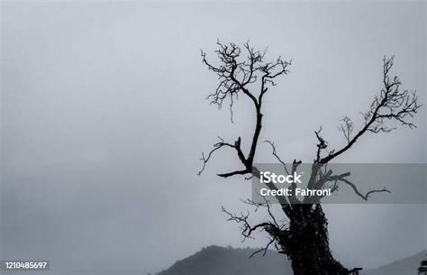 어두운 극적인 하늘과 죽음과 평화에 대한 흰색 구름 배경에 실루엣 죽은 나무 할로윈 날 배경입니다 절망과 절망개념 자연의 슬픈