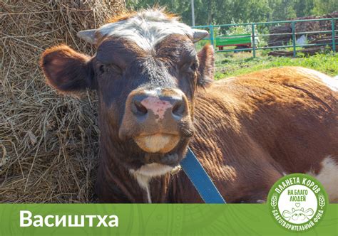 Быки