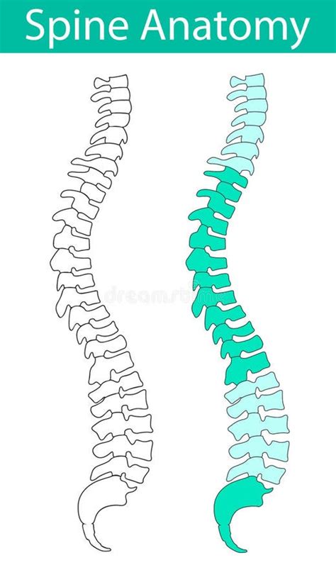 Illustrazione Umana Di Vettore Di Anatomia Della Spina Dorsale Illustrazione Vettoriale