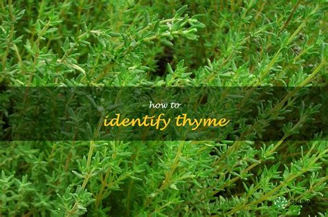 Uncovering The Science Behind Identifying Thyme Shuncy