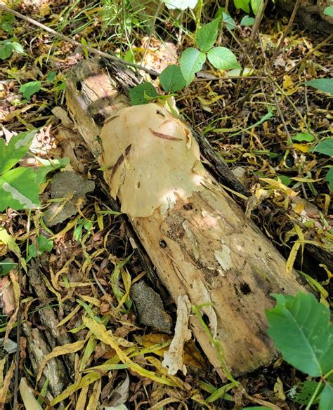 What Is This Mushroom Blob Eating This Log Called And Is It Edible