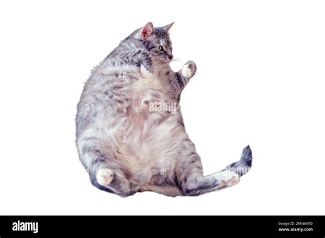 Grey Pregnant Cat Lying On The Bed Belly Up Closeup Isolated On A