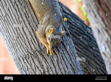 Eastern Fox Squirrel Fox Squirrel Bryants Fox Squirrel Sciurus