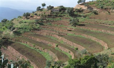 Eritreas Agricultural Sector Major Achievements Over The Past 30 Year