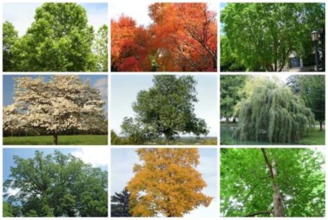 8 Usda Zone 9 Trees With Non Invasive Root Systems