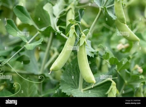 Mature Sugar Snap Peas Or Snap Peas Pisum Sativum Macrocarpon Group