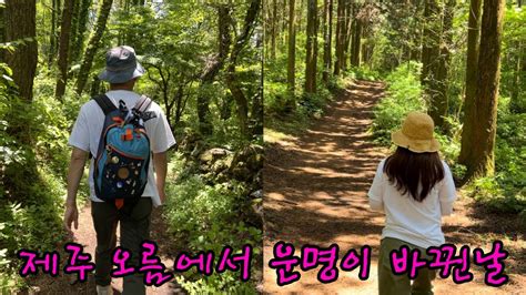 🌲오름에서 작은 실수로 운명이 바뀐 날 큰노꼬메 오름 삼나무 숲길 제주 오름 제주여행 제주 한달살이 제주