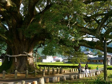 徳島県三好郡東みよし町加茂 大楠